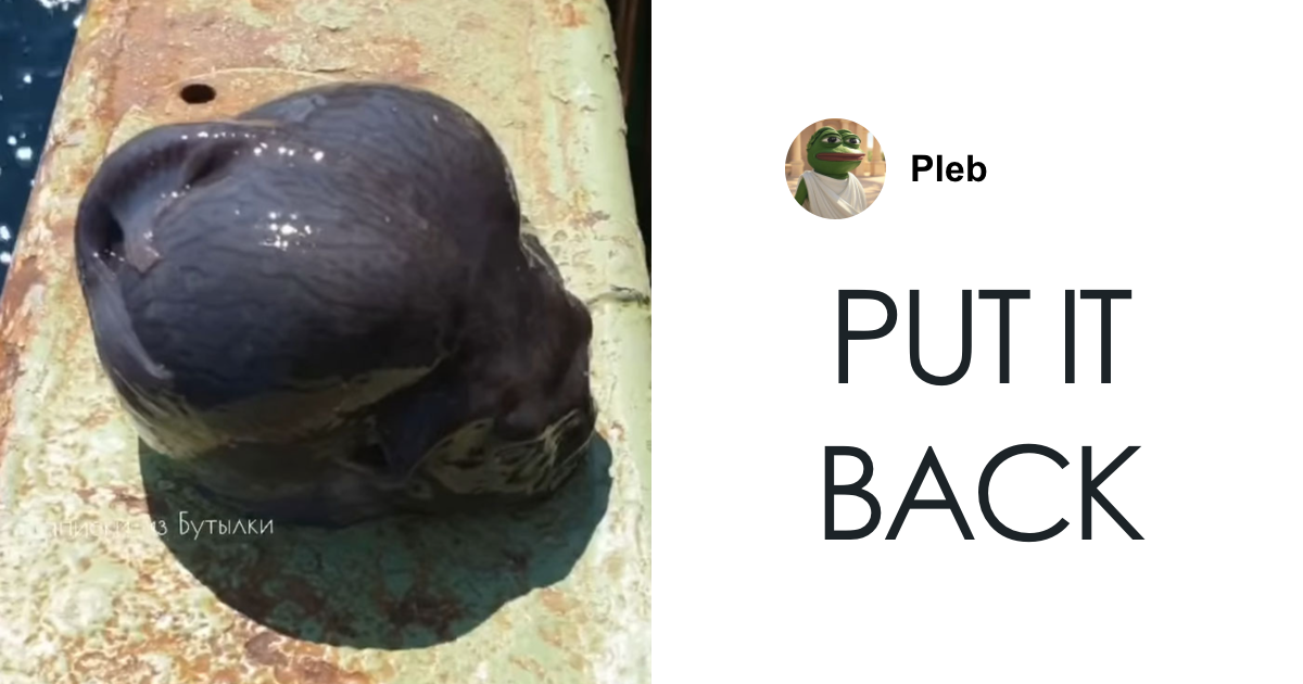 “Little Is Known”: Experts Discuss Unsettling-Looking Fish Caught By ...