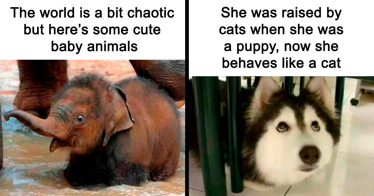 50 Funny Pics Featuring All Kinds Of Animals To Brighten Up Your Day ...