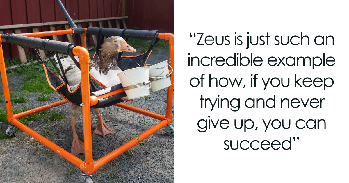 Meet Zeus: The Goose Whose Unstoppable Will Defied All Odds | Bored Panda