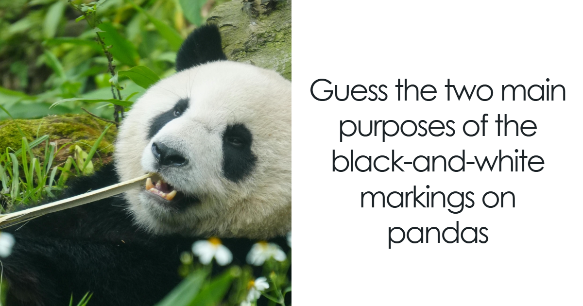 27 Questions About Pandas That Will Have You Smiling In No Time | Bored ...
