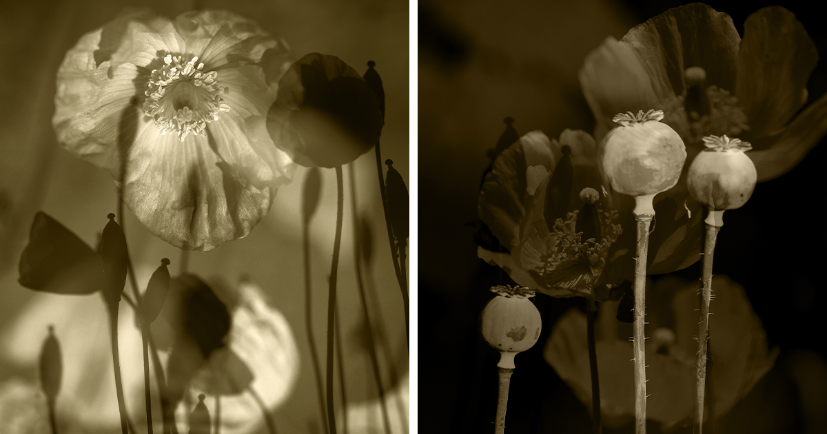 Dreamlike Photographs Of Poppies By Julie Wang (18 Pics)