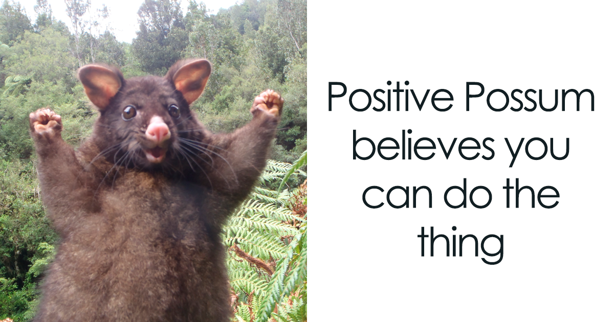 Funny Memes Pictures, GIFs & Videos | THE VIRALER