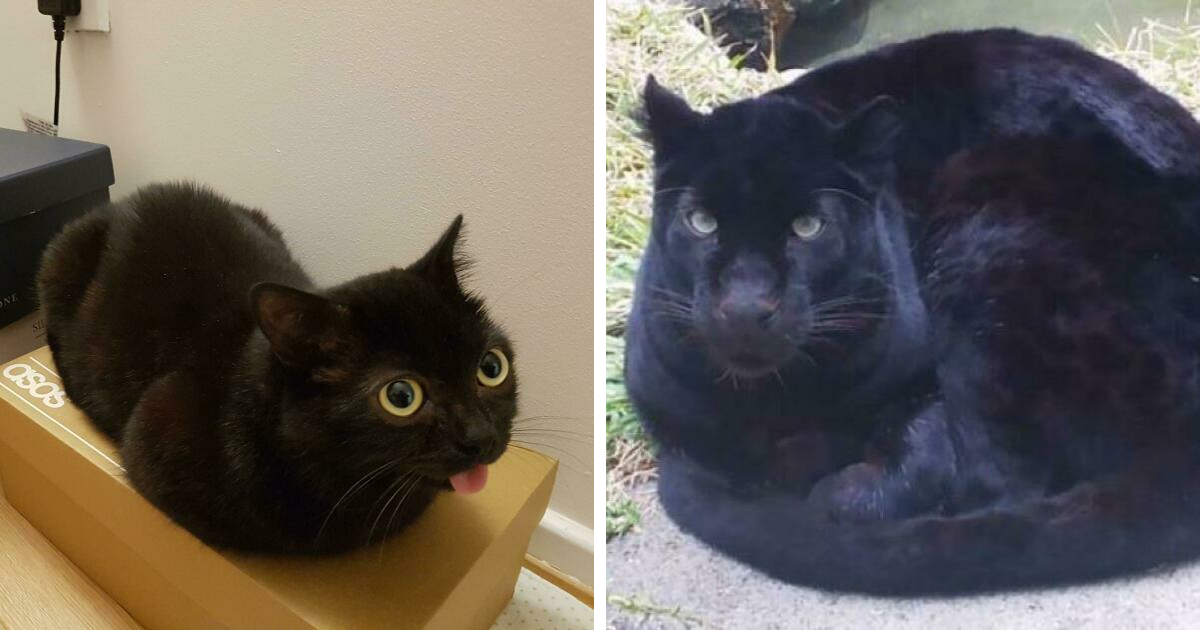 Online Community Is Dedicated To Sharing ‘Catloaf’ Pics, Here Are 30 Of ...