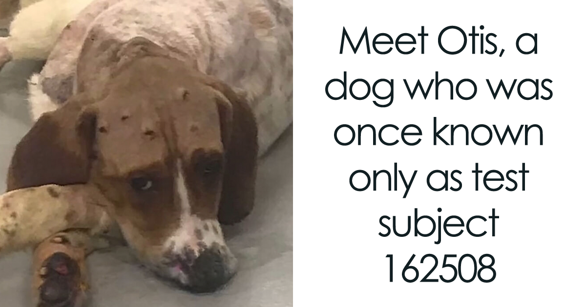 This Dog Endured A Year Of Cruelty As A Testing Animal, Now He Finally ...