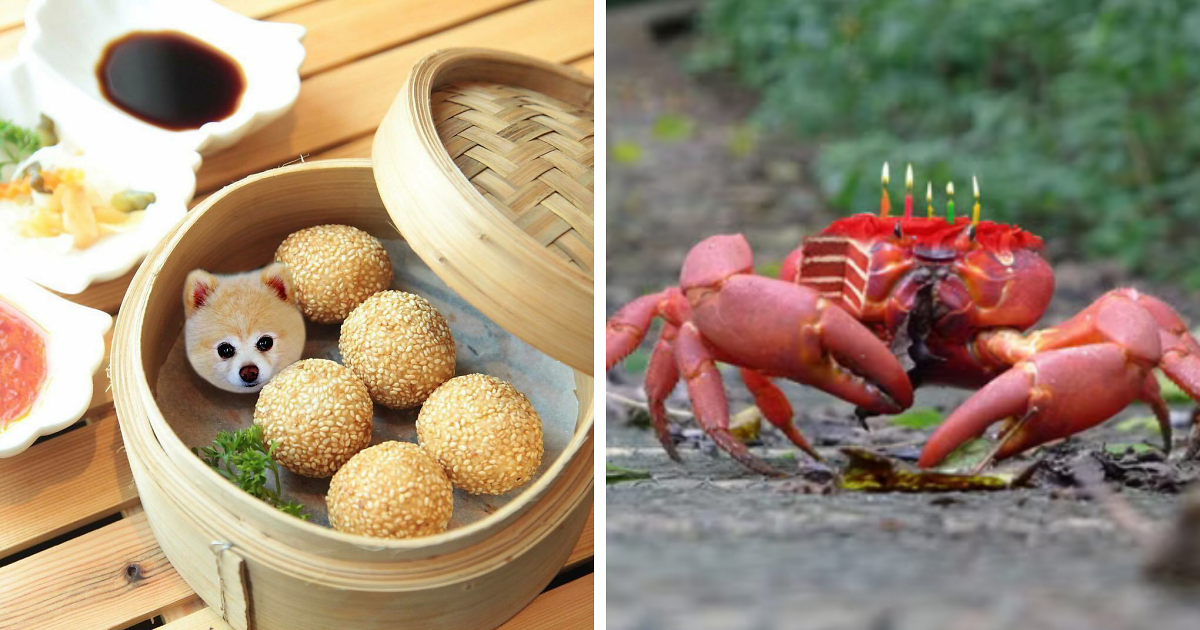 Here Are 30 Brilliant Examples Of Photoshop Between Food And Animals ...