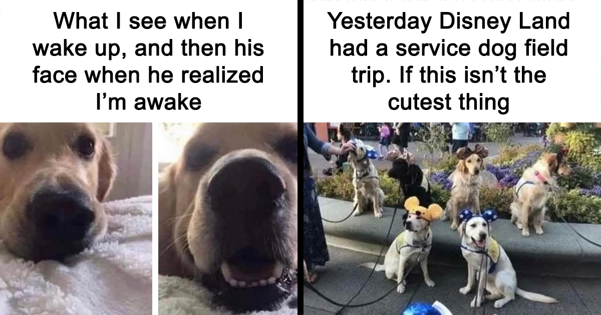 30 Dog Memes That Will Instantly Boost Your Mood And Make You Laugh Out ...