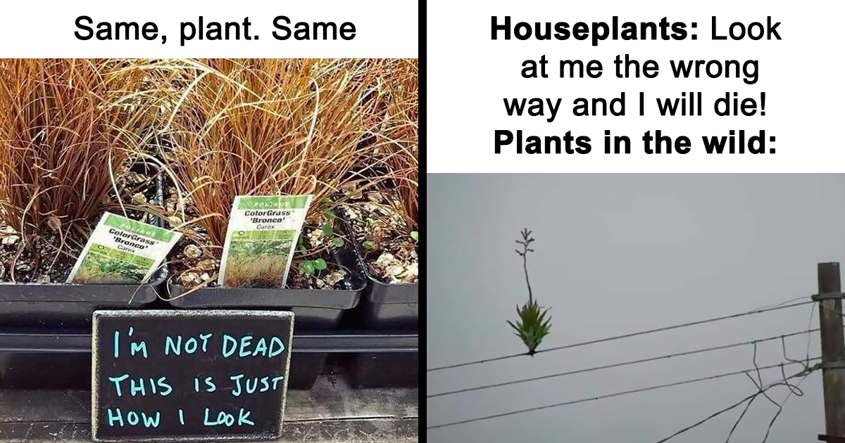 50 Funny Memes For Those Who Have A Green Thumb And A Unique Sense Of ...