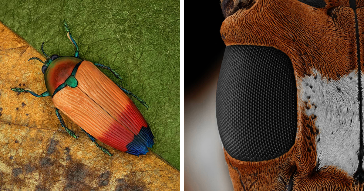 20 Incredible Close-Up Shots Of Endangered Insects By This Photographer ...