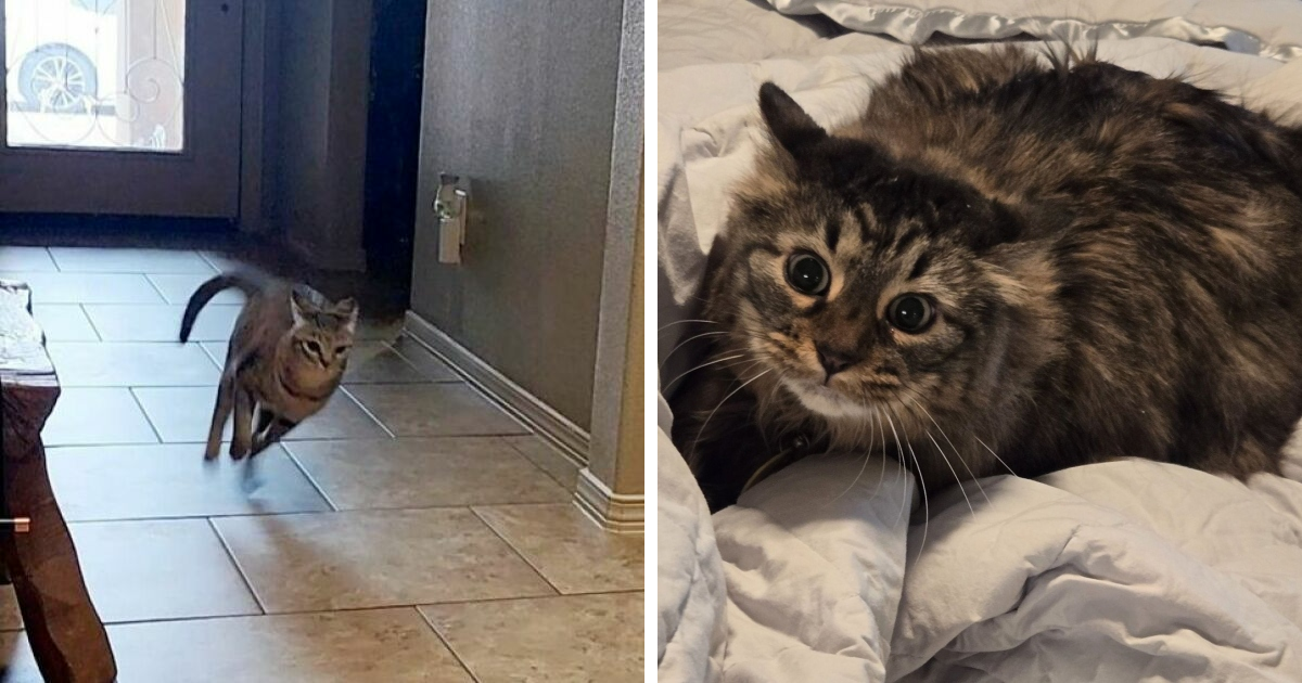 45 Adorable Cats Getting Ready For Takeoff With Their Aeroplane Ears ...