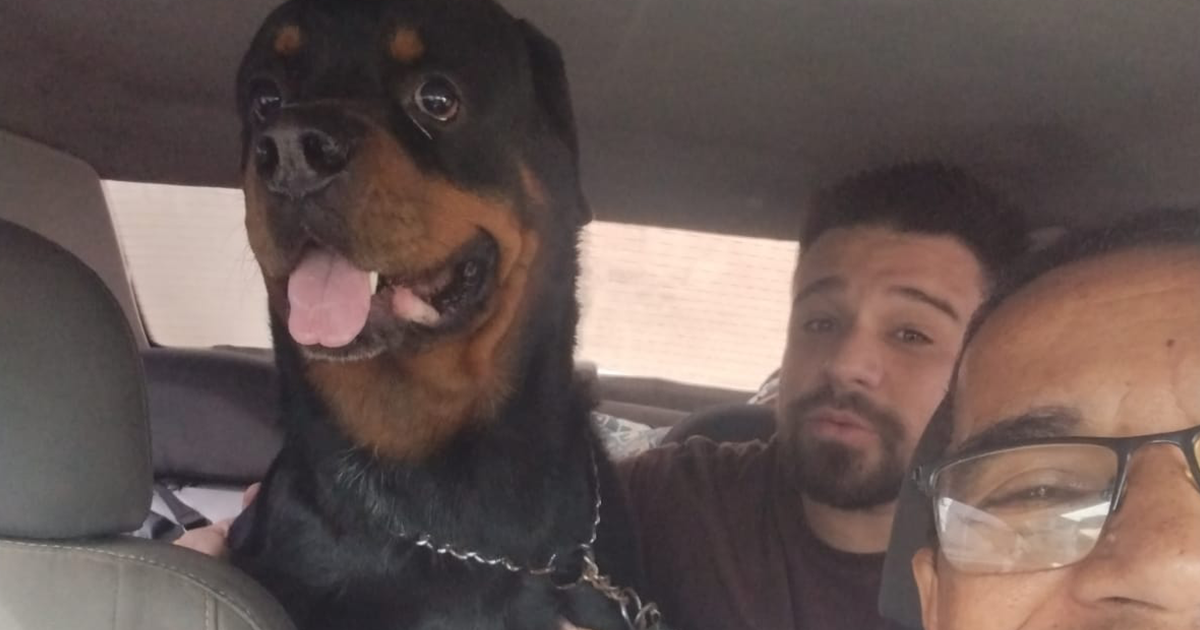33 Times This “Pet Taxi” Driver Has Taken Cute Selfies With His Furry ...