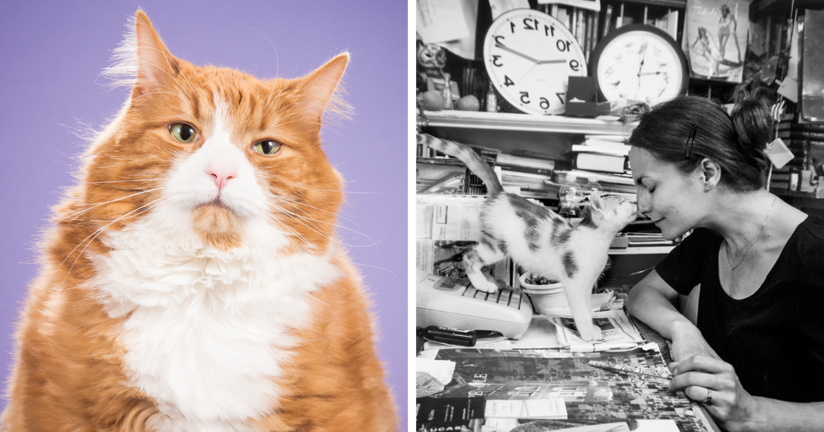 The Best Of Cat Photography: 74 Cat Pics That Might Make Your Day ...