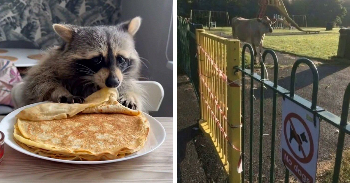 "Goblin Mode": 124 Hilarious And Chaotic Pics Of Animals That Might ...