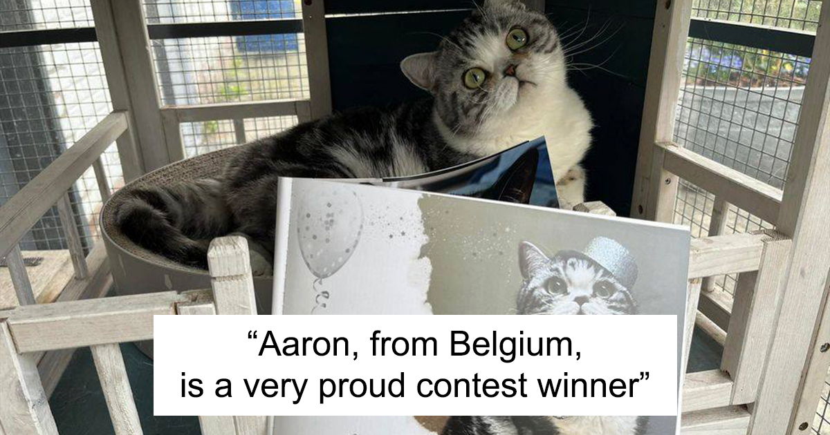 Here’s Our International Cat Photo Contest You Can Join To Make Your ...