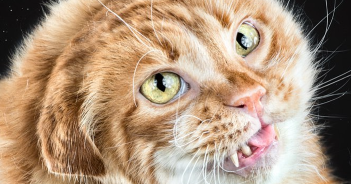 Photographer Carli Davidson Shows Us What Real Pet Personality Looks ...