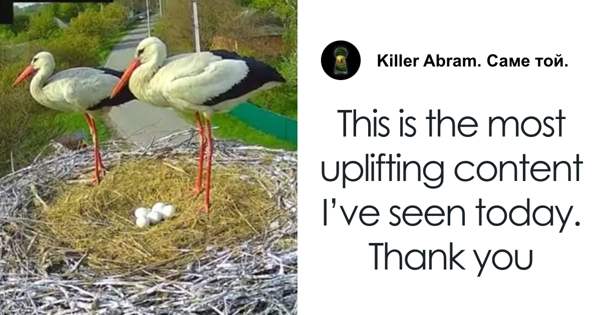 Internet Falls In Love With Ukrainian Storks Caught In A Relationship ...
