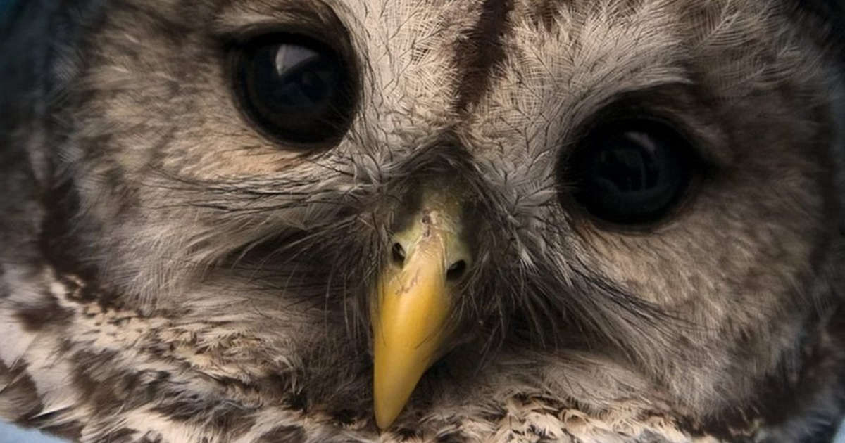 “Owl In Towels”: 48 Adorable Photos Of Owls Wrapped For Their Examination | Bored Panda