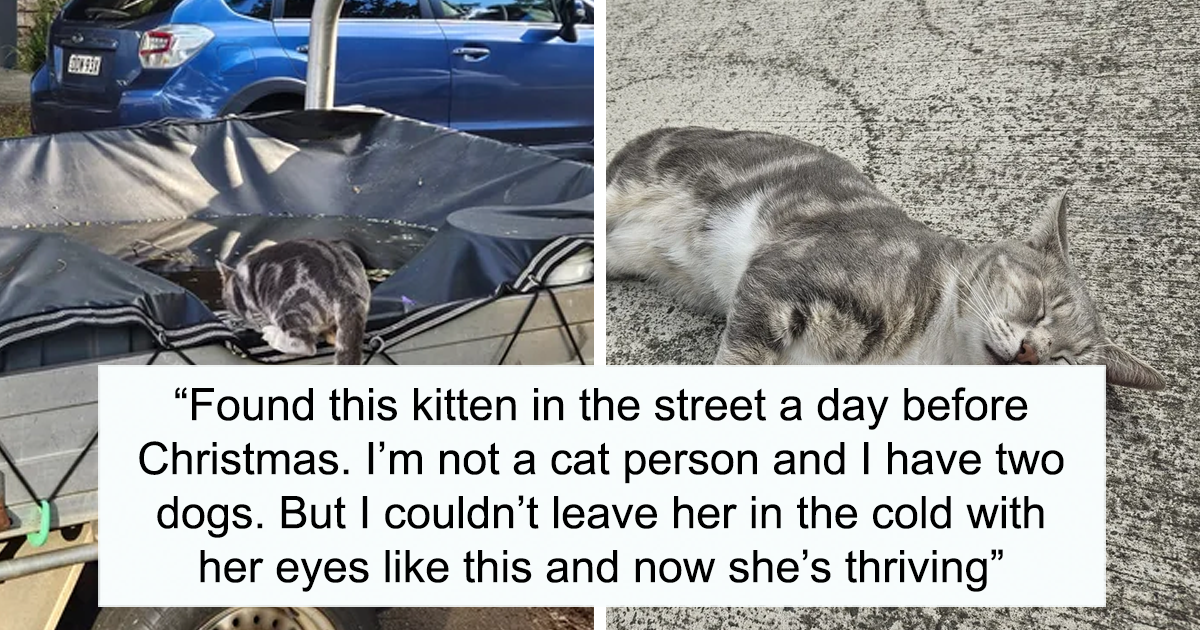 30 People Shared Online How They Became Cat Owners And It’s Beyond ...