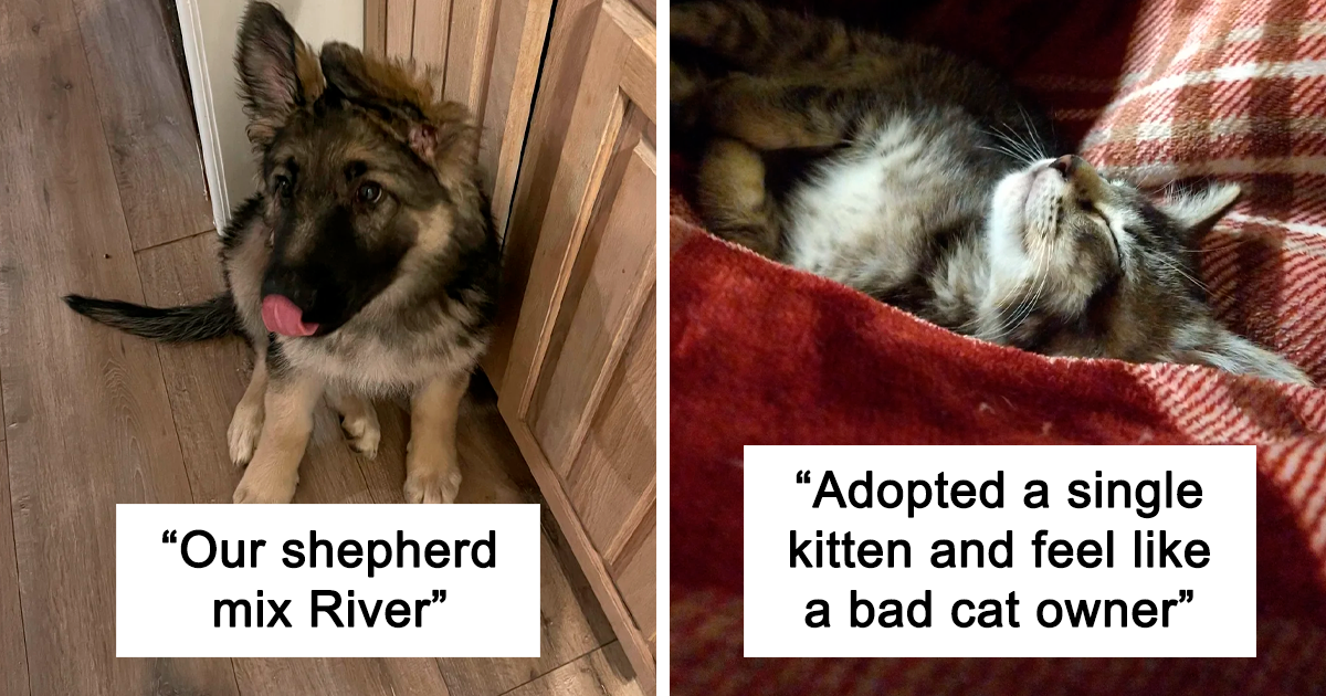 “New Addition To The Family”: 50 Of The Most Wholesome Adoption Pics ...