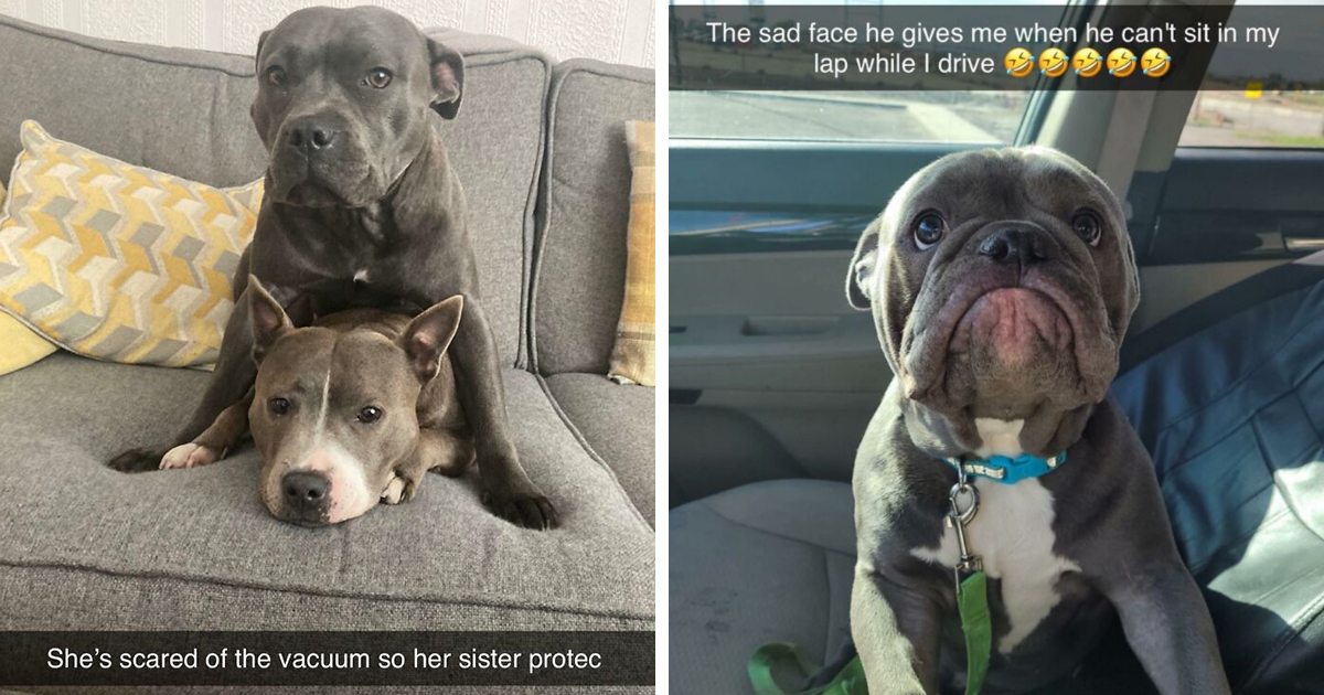 Cute Sad Dog Memes
