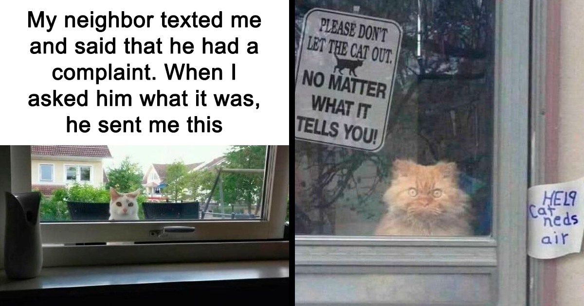 50 Cute And Funny Cat Memes That Are Cheaper Than Therapy (New Pics) | Bored Panda