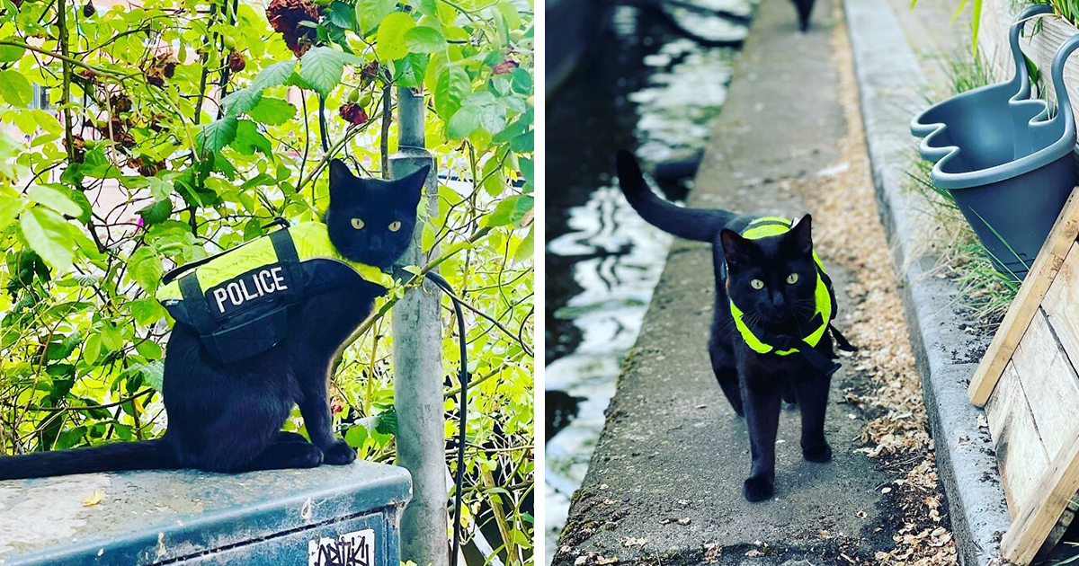Amsterdam Has The Cutest Police Officer, Who Is A Cat Named Nimis ...