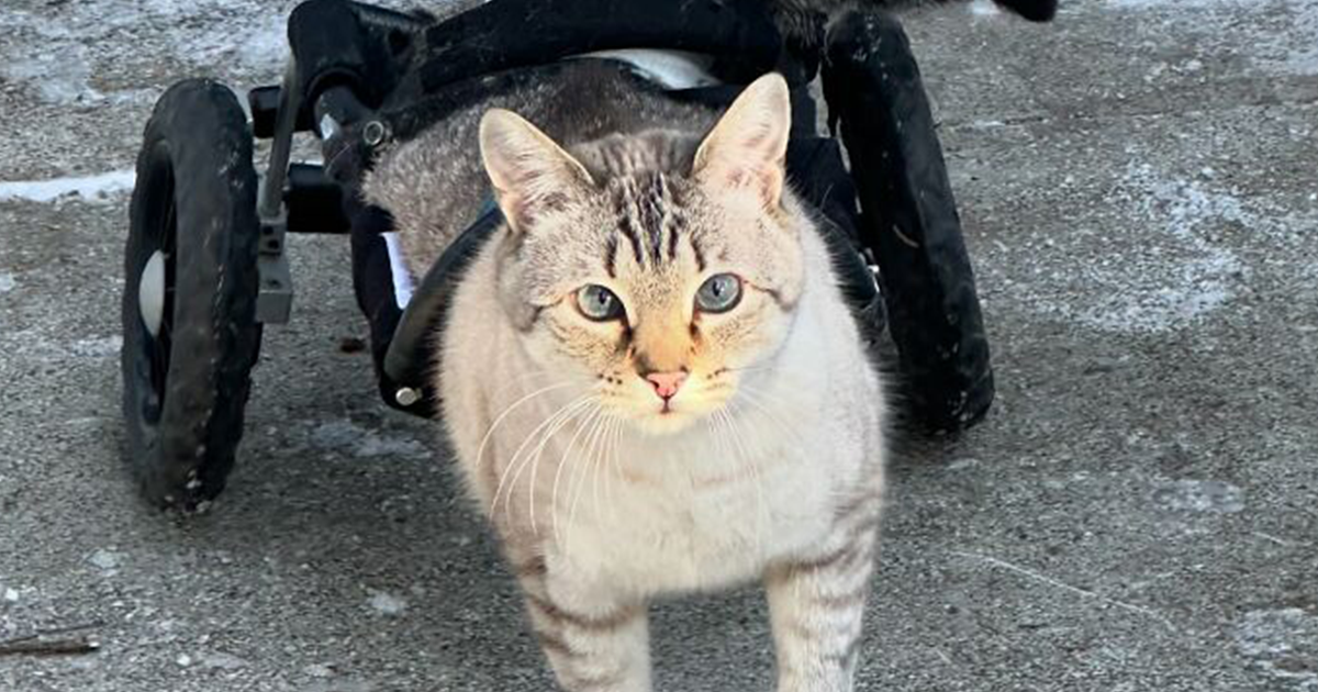 This Paralyzed Kitten Was Rescued At 3 Weeks Old And Now Zooms Around ...