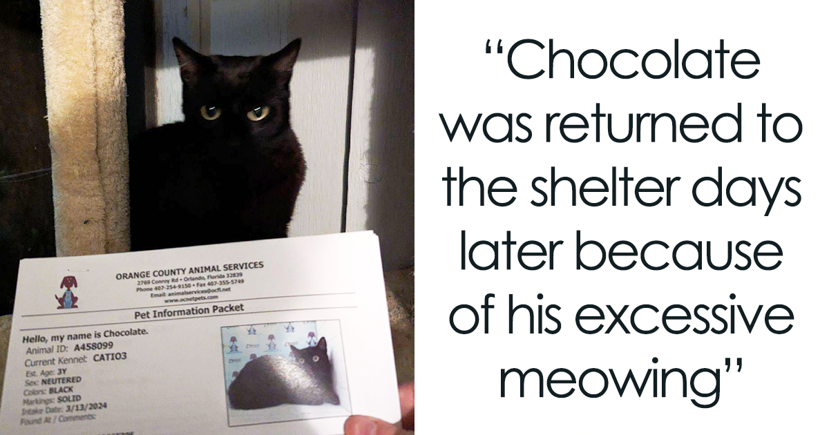 Cat Is Returned To Shelter For Meowing Too Much, Finds New Home Within ...