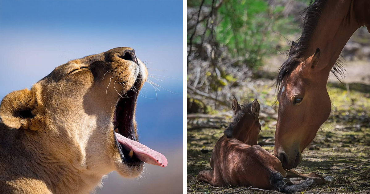 Unscripted Nature: 26 Incredible Photos Showcasing Animals In The Wild ...