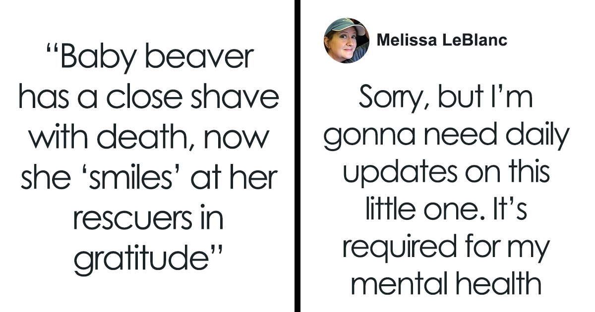 Baby Beaver Melts Hearts With A Grateful Smile After Being Rescued By A ...