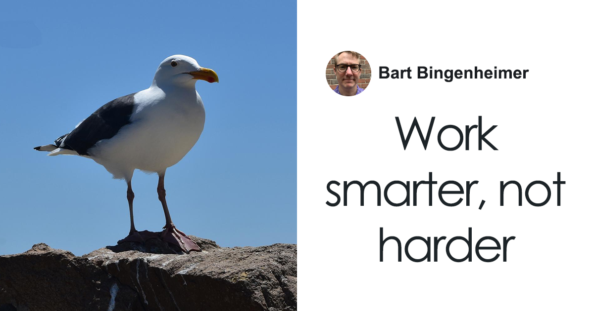 This Seagull Traveled 80 Miles By Truck For A Snack, Not Once, But ...