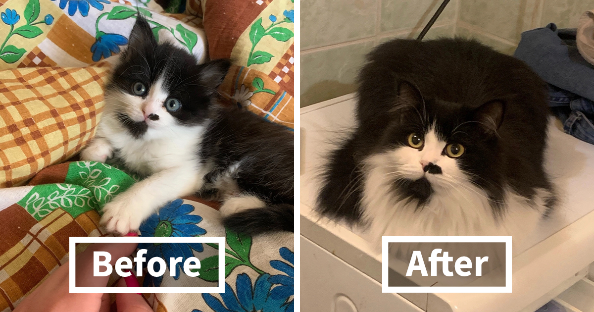 29 Before-And-After Photos Of Kittens Growing Into Beautiful Cats ...