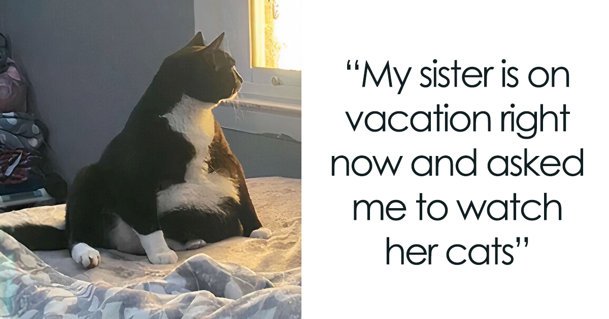 Woman Tells Sisters She's Over-Feeding Her Overweight Cat, She Flips ...