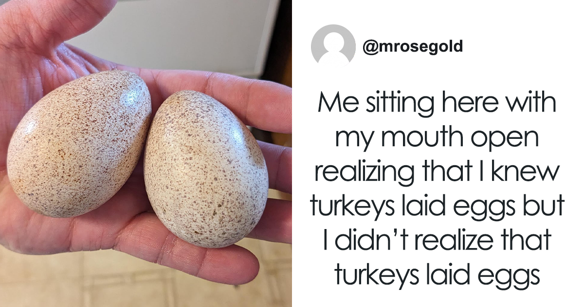 The Real Reason Why We Don’t Usually Eat Turkey Eggs | Bored Panda
