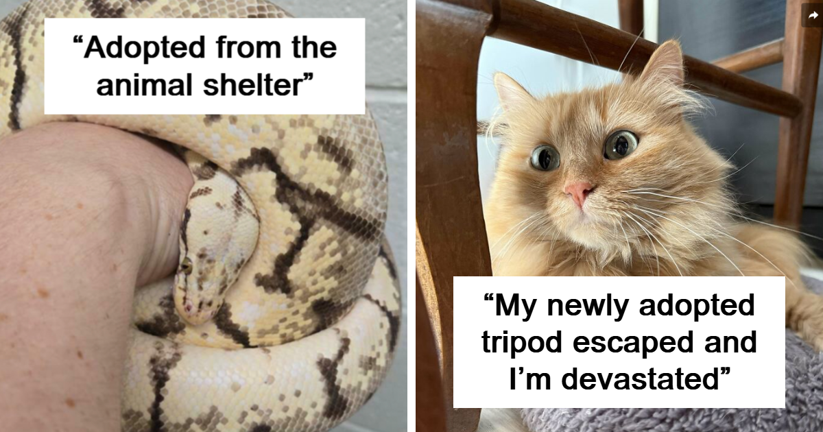 “Meet Macaroni”: 50 Adopted Animals That Became New Members Of Loving ...