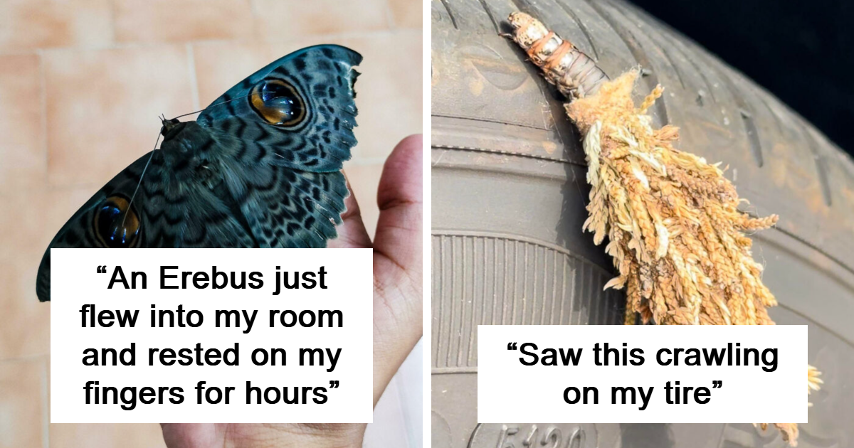 “Glittery Gentleman”: 50 Pics Of Spectacular Insects You Might Never ...