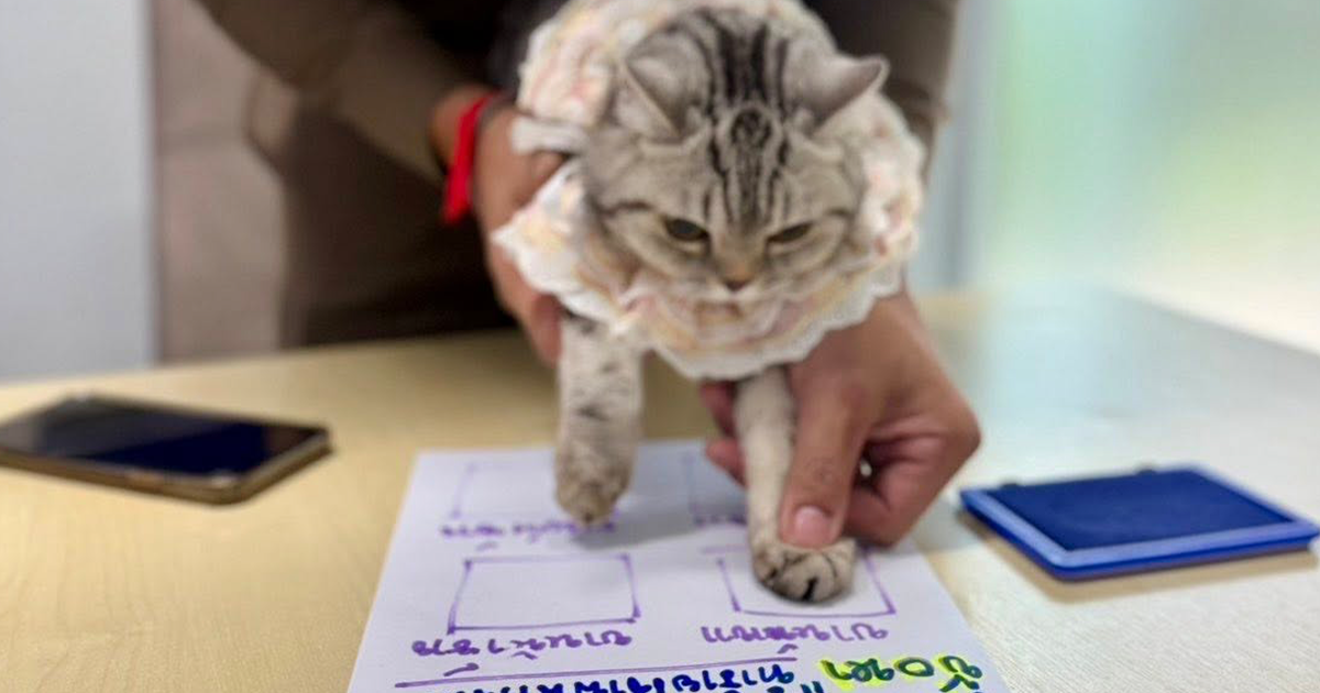 This Cat Was ‘Arrested’ By The Police After Attacking Officers, And Her ...