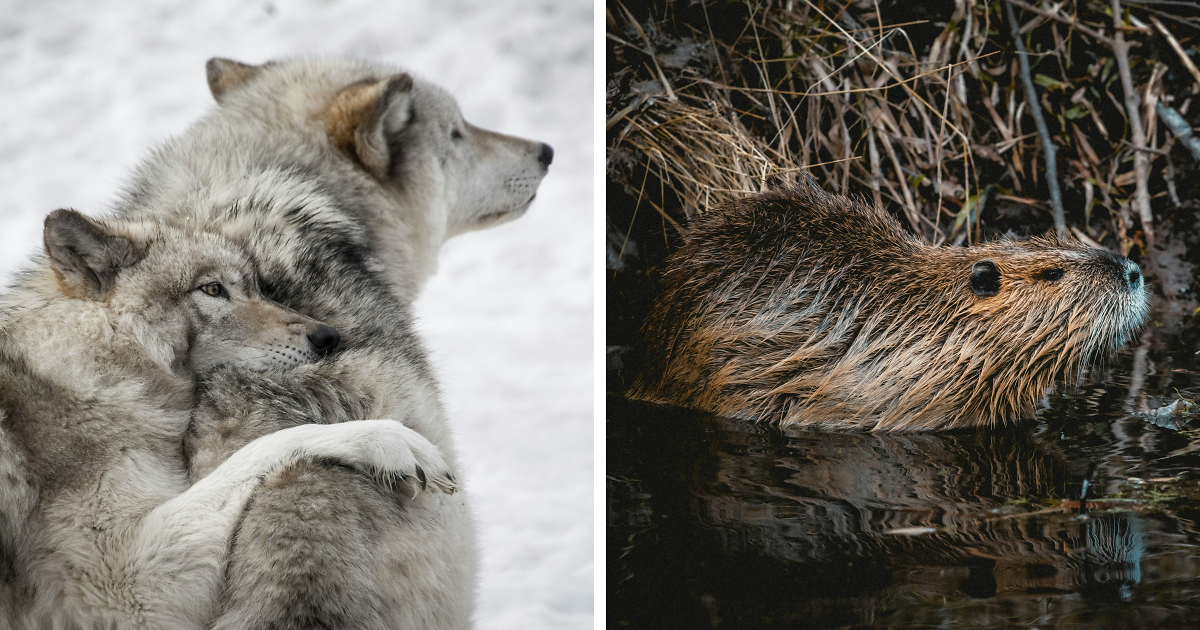 From Wild To Mild: 10 Untamed Animals With Pet-Like Behaviors | Bored Panda