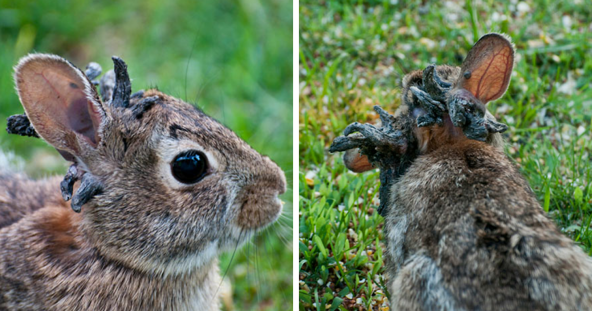 ‘Frankenstein’ Rabbits Spreading In The US Due To Rare Virus Spark ...