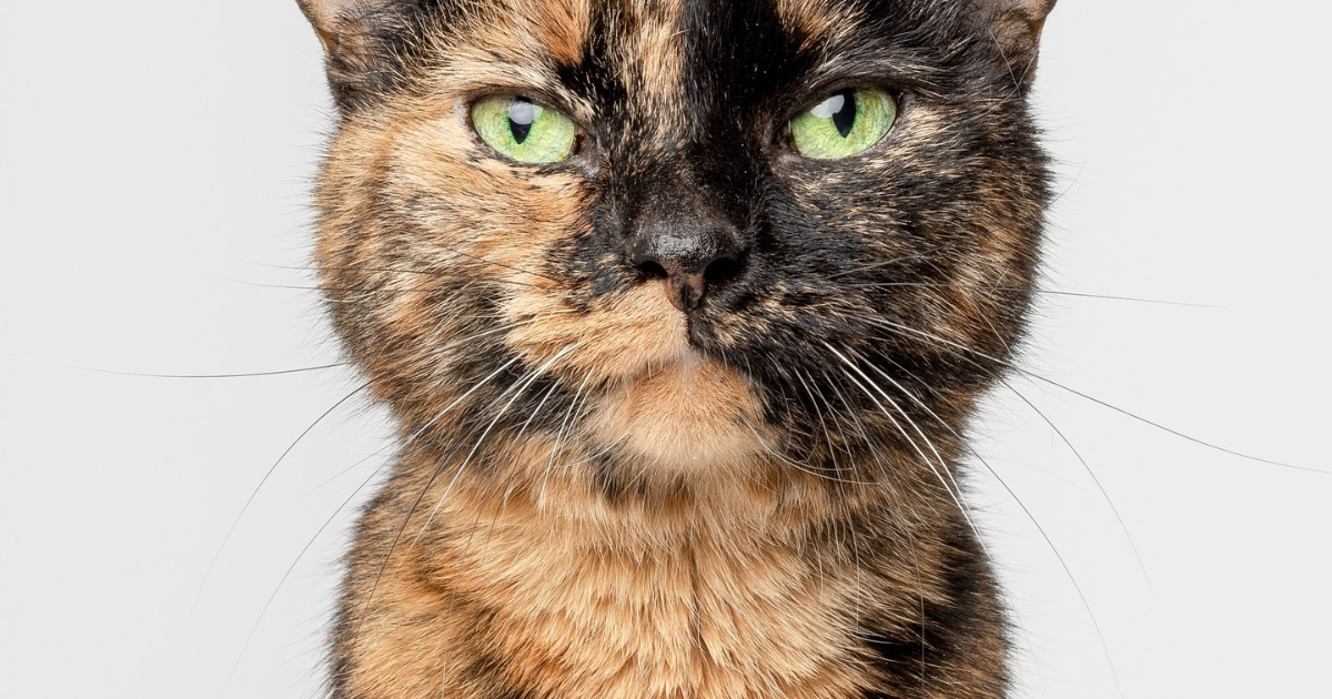 From Fluffy To Fierce: This Photographer Captured 25 Cats With The Most ...
