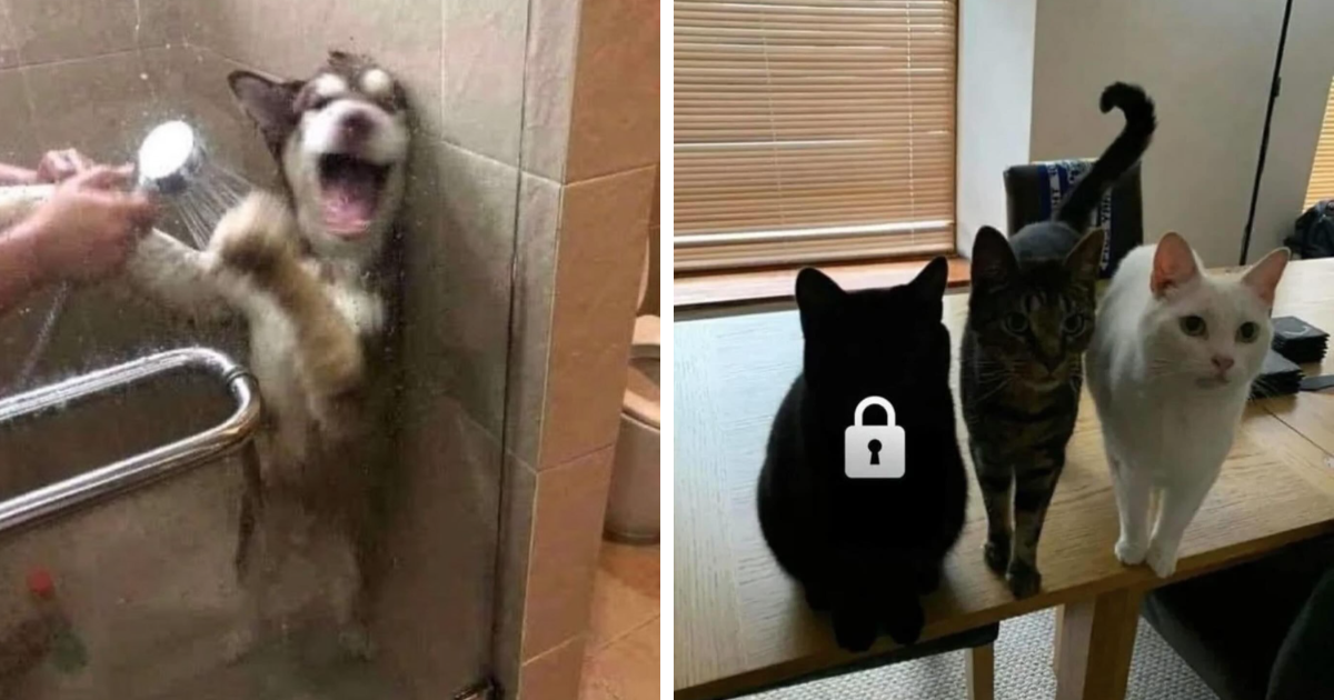 50 Hilariously Chaotic Animal Pics That Hit Harder Than Monday Morning ...