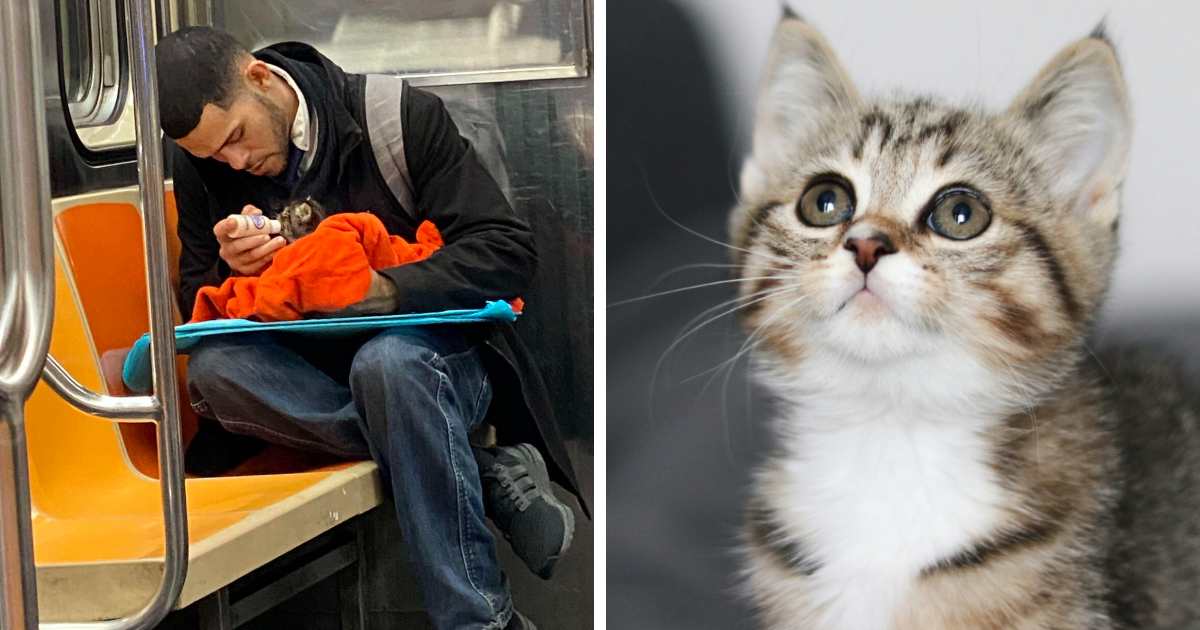 Netizens’ Hearts Melt At Sight Of Guy Bottle-Feeding Kitten On The Subway | Bored Panda