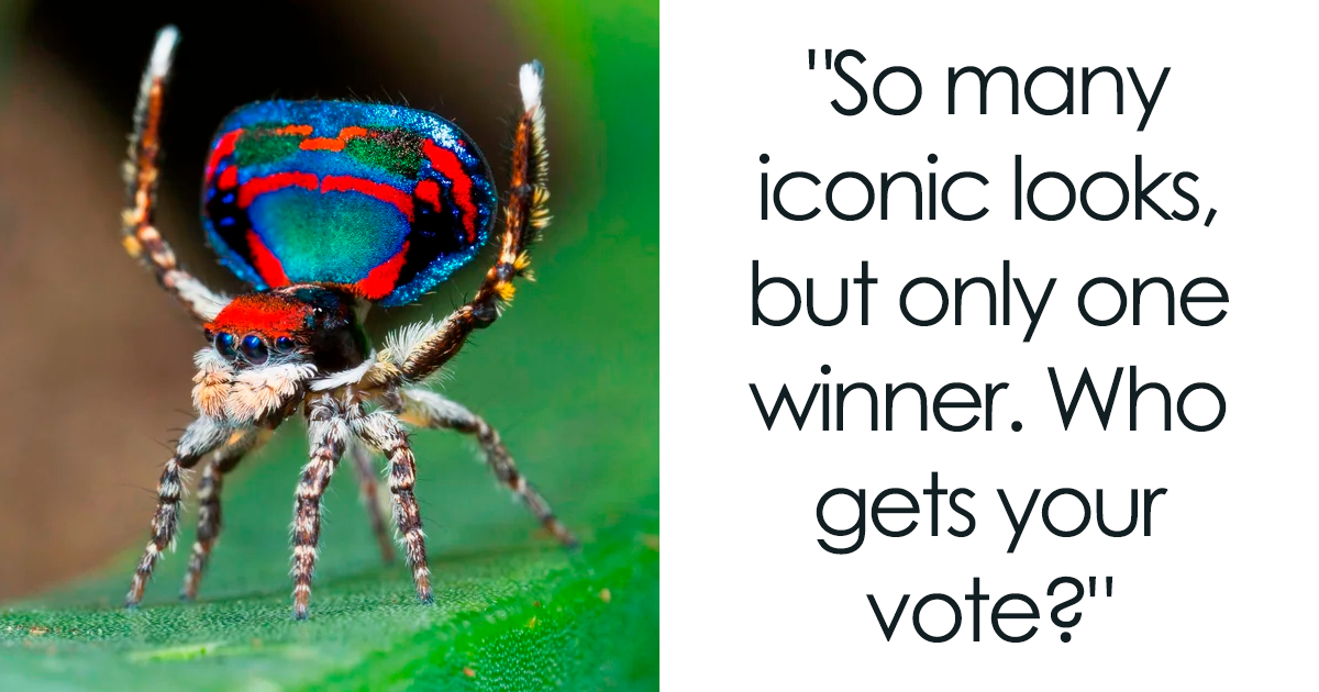 Reader’s Vote: Which Of These Cool-Looking Animals Is The Most Mind ...