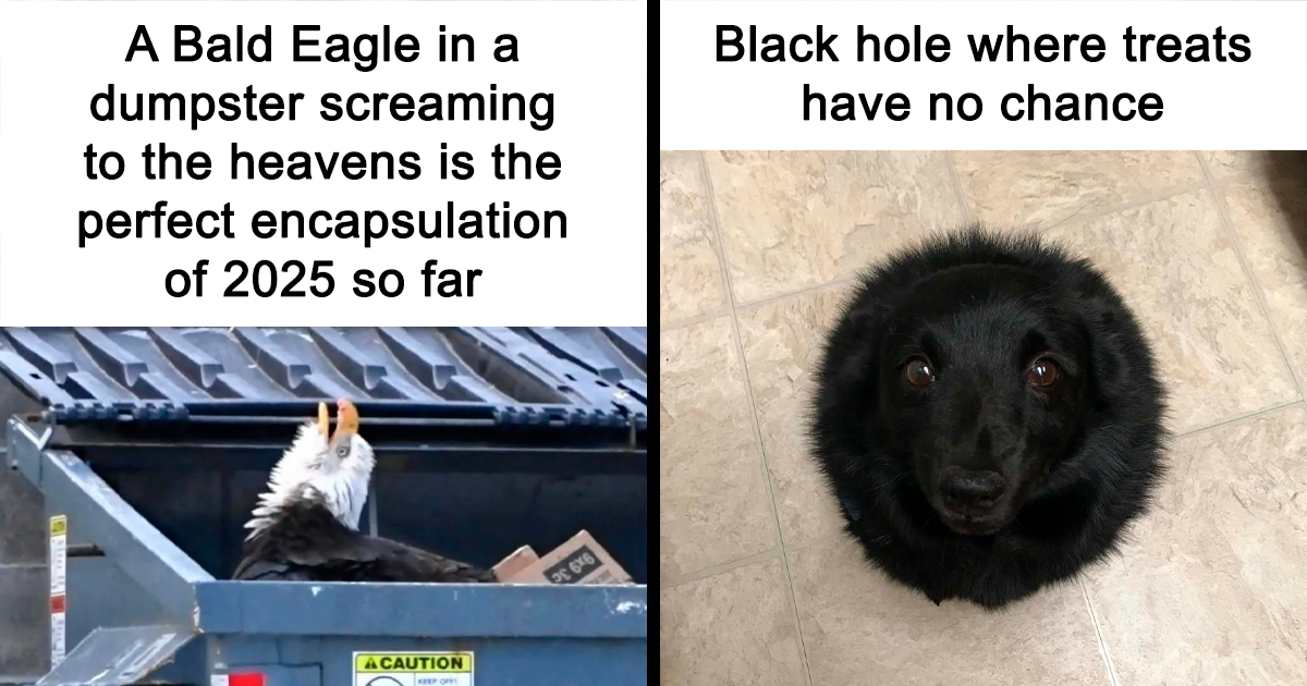 80 Adorable Posts From “Grumpy Animal Memes” That Might Make You Want ...