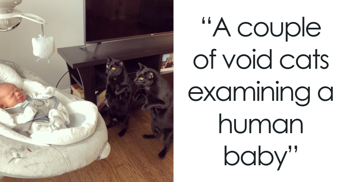 “Cats Are Aliens”: 80 Photos That Might Make You Believe It’s True ...