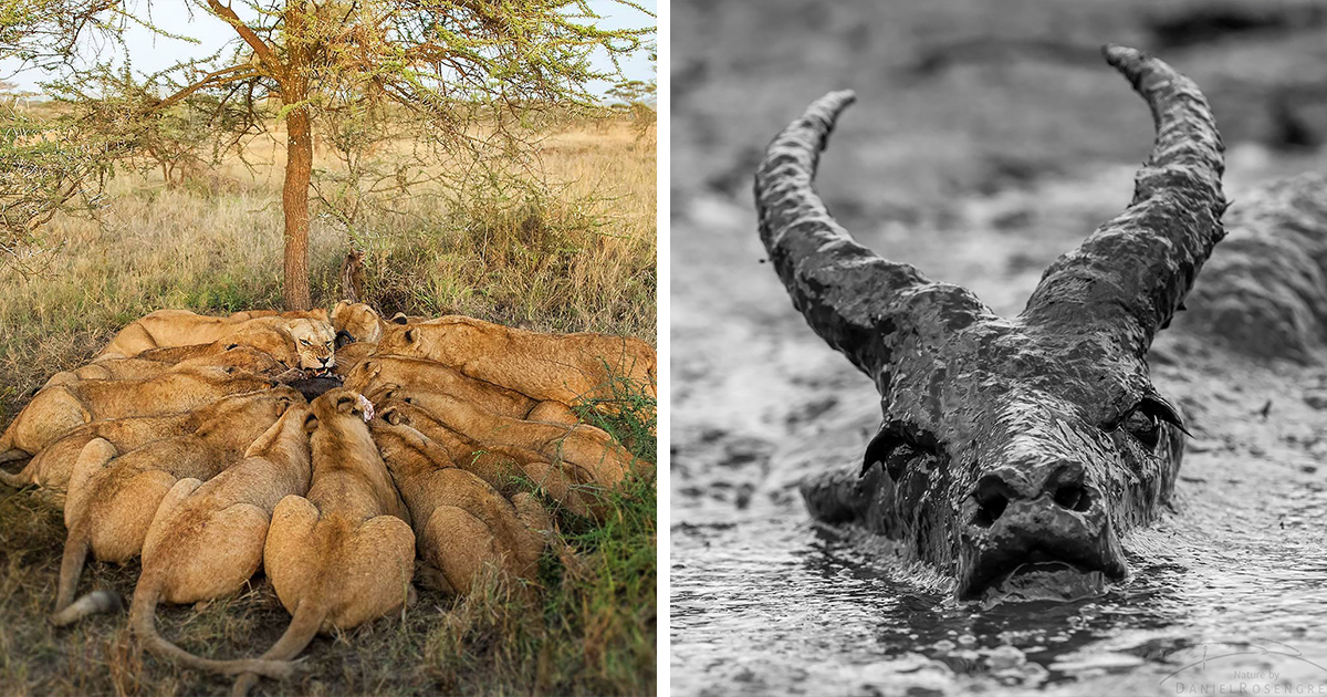 40 Breathtaking Wildlife Photos That Bring You Face-To-Face With Nature ...