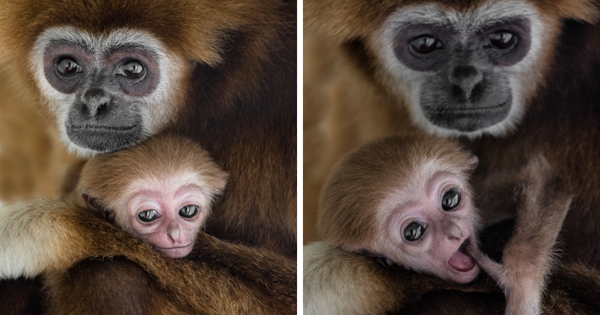 This Baby Gibbon Just Won The Internet With One Hug | Bored Panda