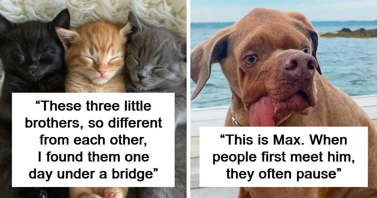 50 Wholesome Photos Of Animals That Might Have You Smiling ...