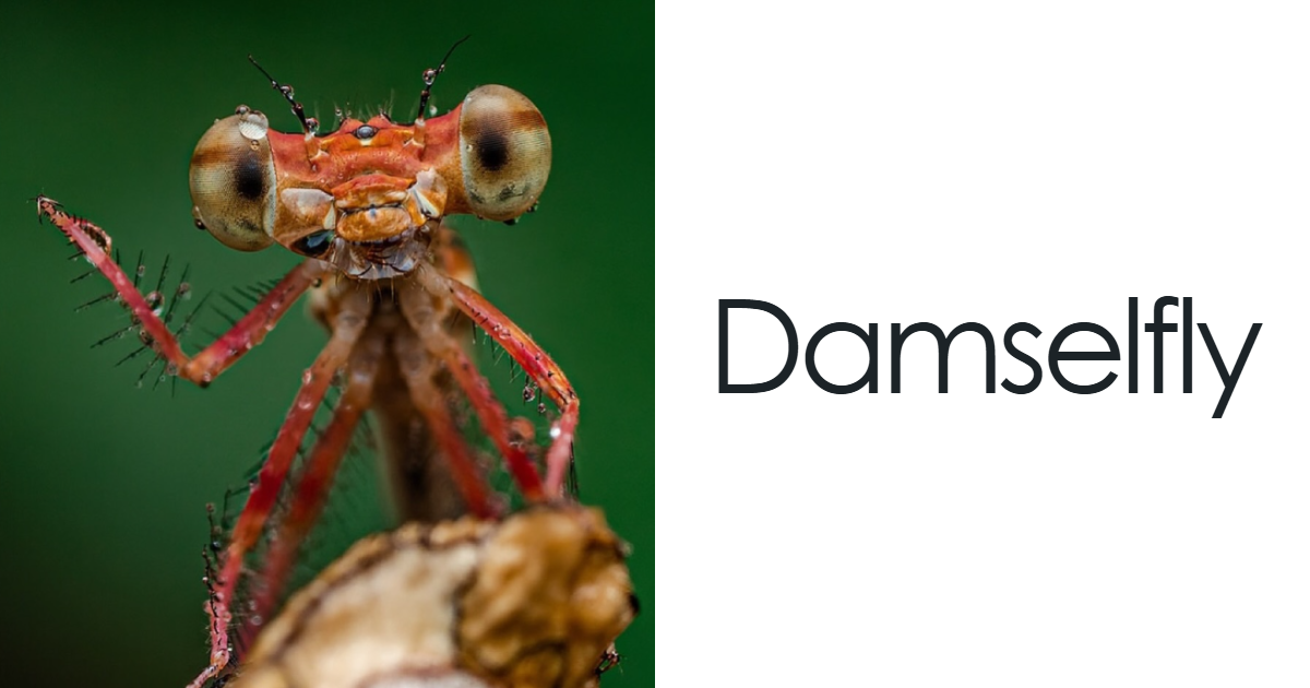 41 Incredible Macro Photos That Make You See Insects Like Never Before ...