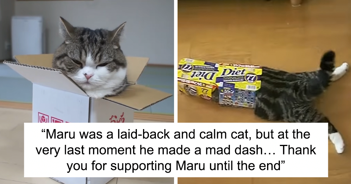 Internet Mourns Maru, The Cat Famous For Cute YouTube Videos, Who Passed Away At Age 18 | Bored ...
