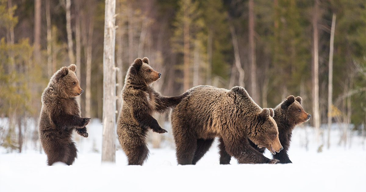 50 Captivating Images Of Wildlife And Nature | Bored Panda